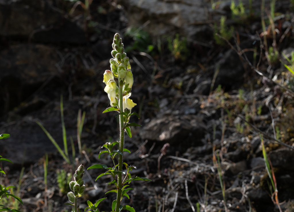 Large Snapdragon from Forêt de La Courbatière, Alet-les-Bains ...