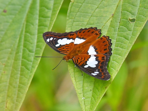 Moduza thespias · iNaturalist