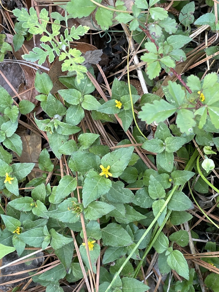 straggler daisy from Hamblen Rd, Houston, TX, US on April 18, 2022 at ...