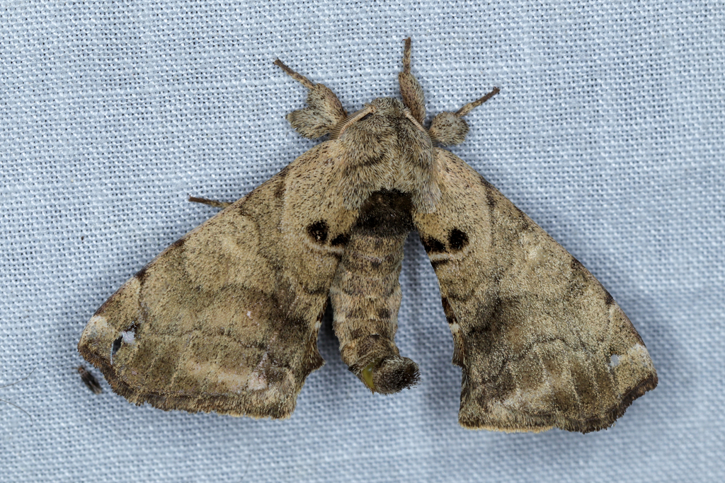 Apatelodes adrastia from Heredia, Sarapiquí, Costa Rica on February 9 ...