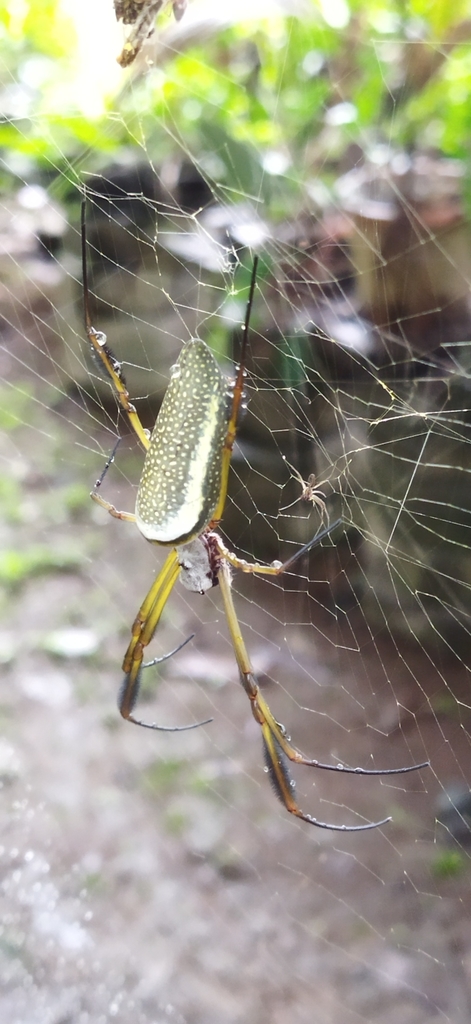 Golden Silk Spider from 25G6+X54, Tena, Ecuador on April 15, 2022 at 09 ...