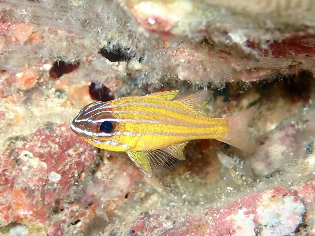 Coral Cardinalfish from Strait of Malacca, Krabi, TH on April 11, 2022 ...