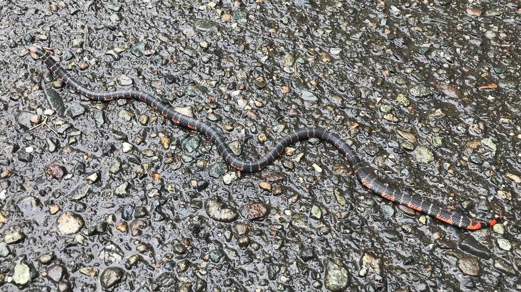 Philippine false coral snake from Moalboal, Cebu, Philippines on July ...