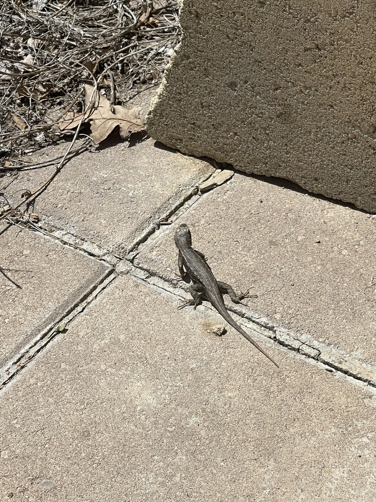 Plateau Fence Lizard from San Juan National Forest, Durango, CO, US on ...