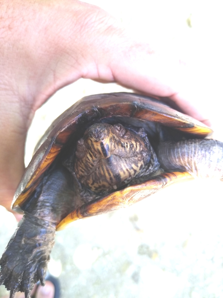 Mexican Mud Turtle from 81903 El Pueblito, Sin., México on April 18 ...