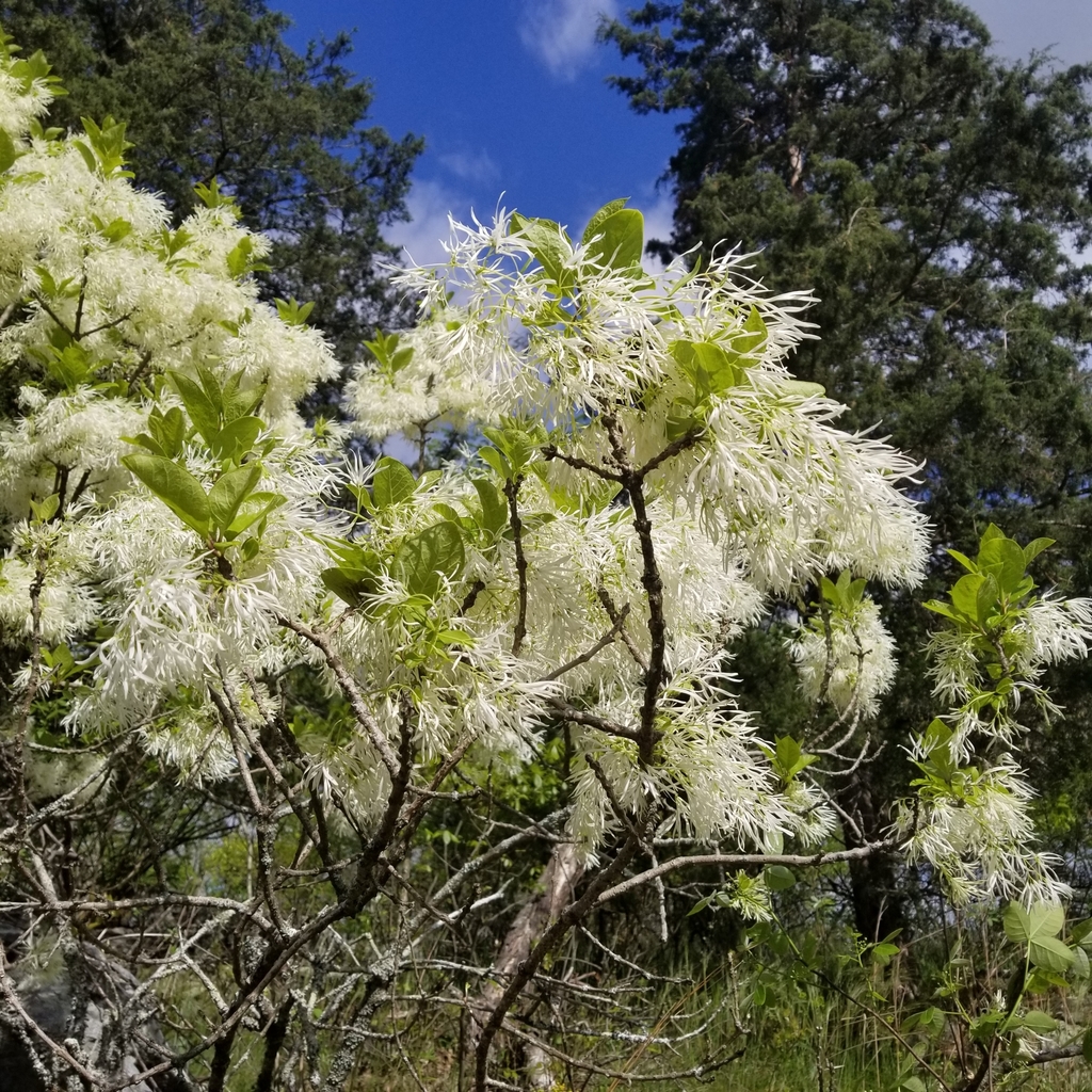 white fringetree from Marietta, GA 30064, USA on April 18, 2022 at 04: ...