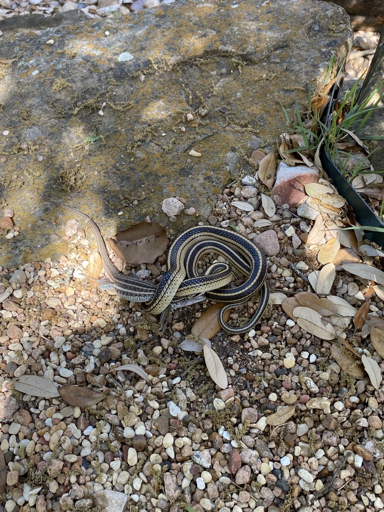 Texas Patch-nosed Snake from Dona Villa Dr, Austin, TX, US on April 18 ...