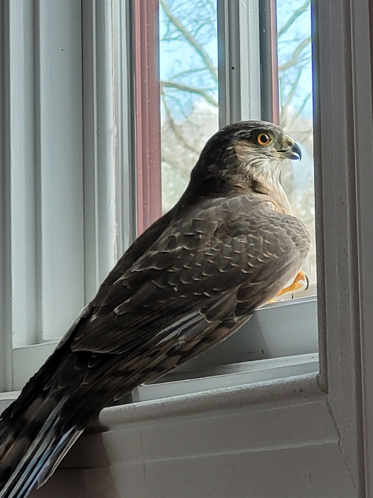 Sharp-shinned Hawk from Alton, Richmond, RI, USA on April 17, 2022 at ...