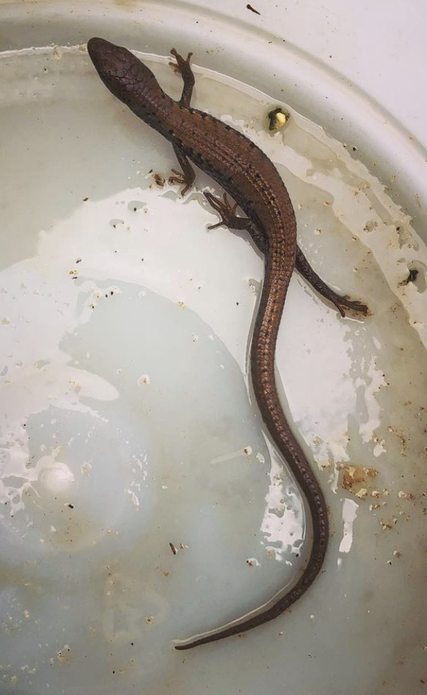 Northern Alligator Lizard from Nanaimo River Rd, Nanaimo, BC, CA on ...