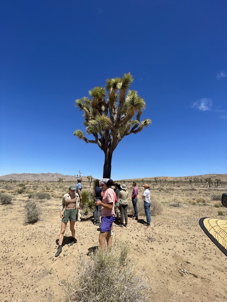 Joshua Tree from Joshua Tree National Park, Desert Hot Springs, CA, US ...