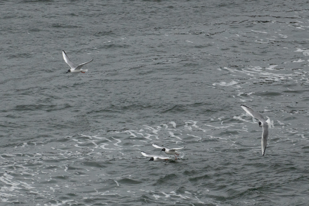 Bonaparte's Gull from BC Ferry - Tsawwasen to Swartz Bay on April 18 ...
