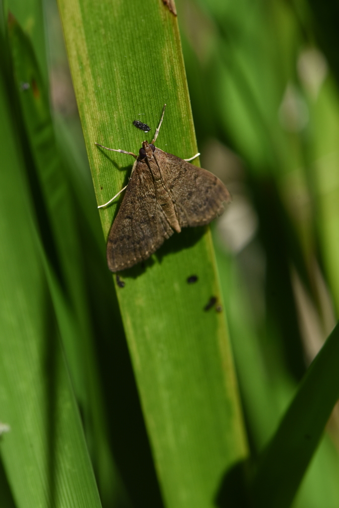 Grass Webworm Moth from Dunoon NSW 2480, Australia on April 17, 2022 at ...
