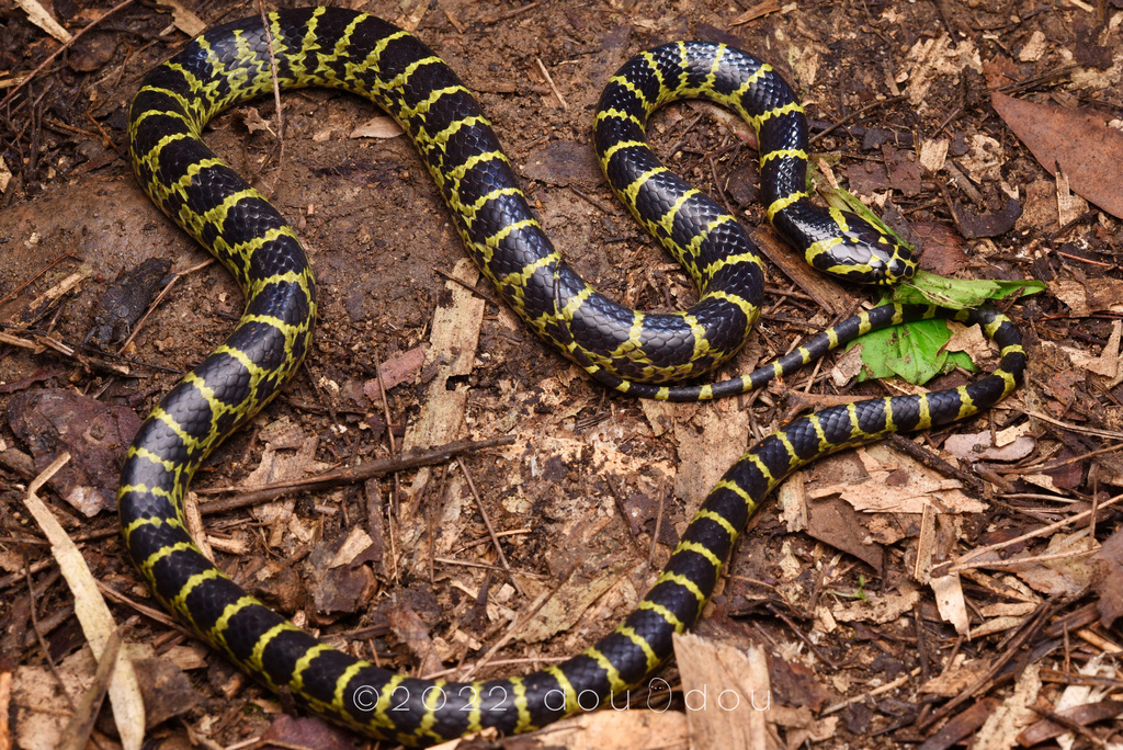 Big-tooth Snake from 中国浙江省丽水市白云山 on August 26, 2021 at 11:45 AM by 豆豆 ...