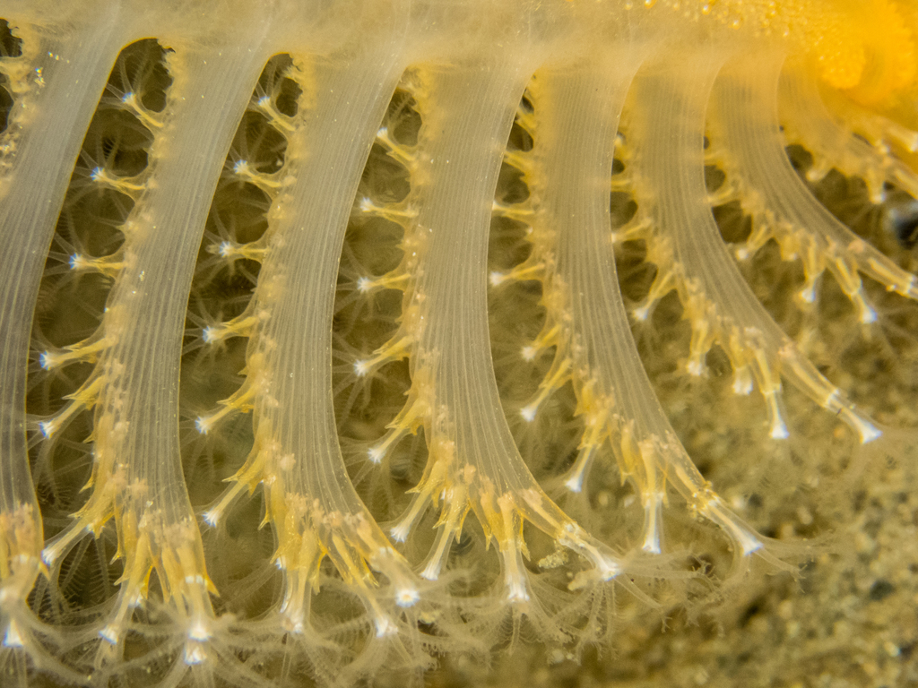 Orange Sea Pen from Madrona2 on March 13, 2022 at 01:23 PM by Adam ...
