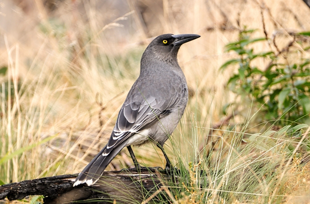 Grey Currawong from Cotter River ACT 2611, Australia on April 18, 2022 ...