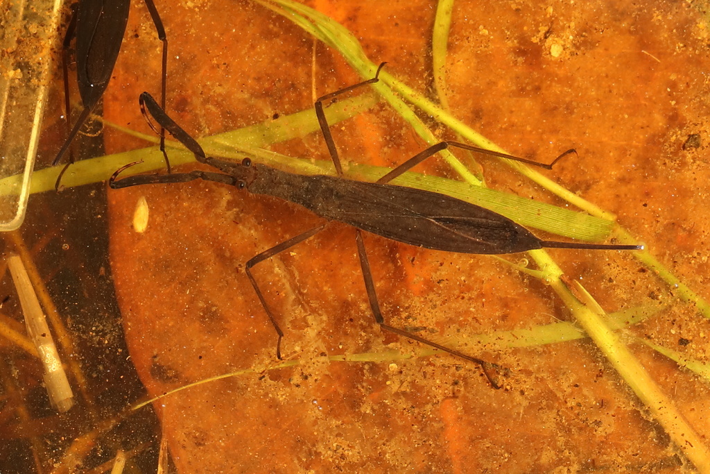 Austronepa angusta from Gold Coast QLD, Australia on April 09, 2022 at ...