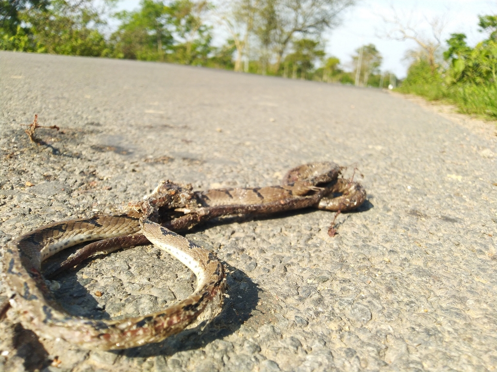 Arrowback Tree Snake from Dedrupar Grant, Assam 785635, India on April ...