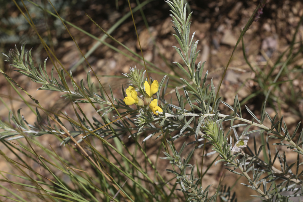 Pearsonia sessilifolia sessilifolia from Западный Ранд, Южная Африка on ...