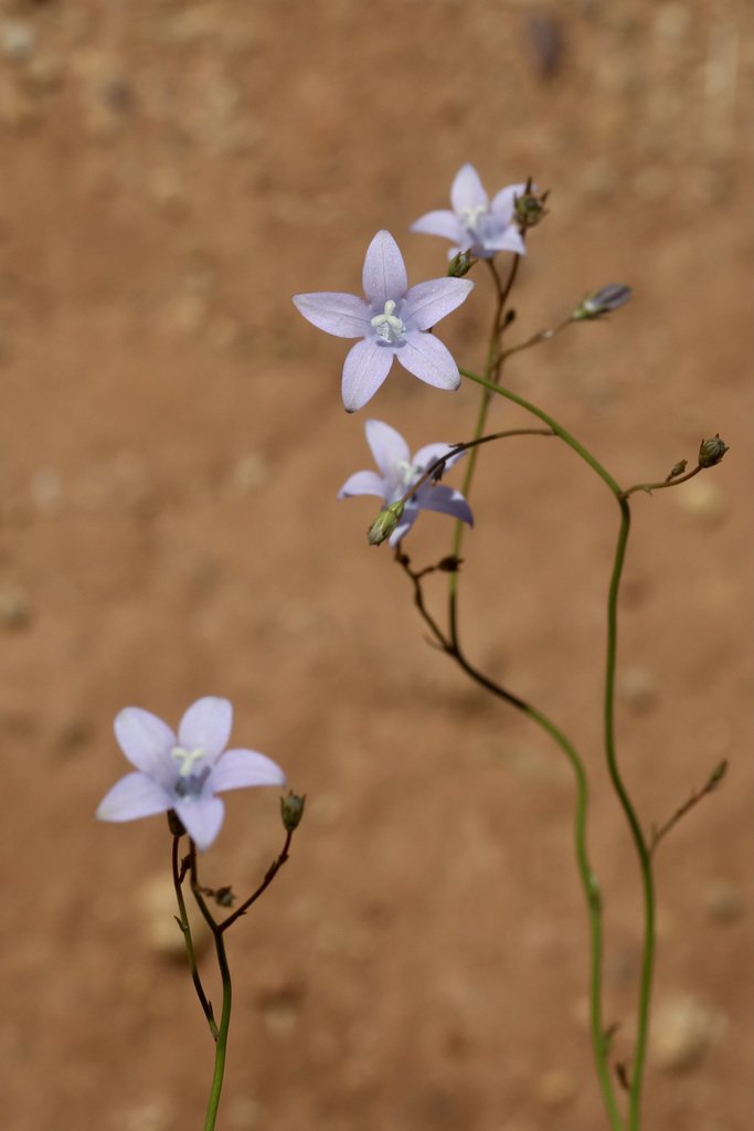 African Blue Bell from Западный Ранд, Южная Африка on December 24, 2021 ...