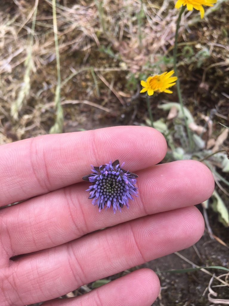 Sheep's-bit from Patrick, Patrick, Isle of Man, GB on May 30, 2018 at ...