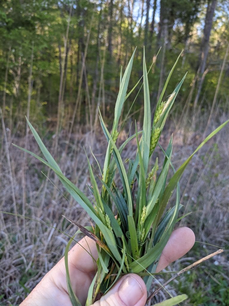 Blue Sedge in April 2022 by Eric Ungberg. shrink swell clay · iNaturalist