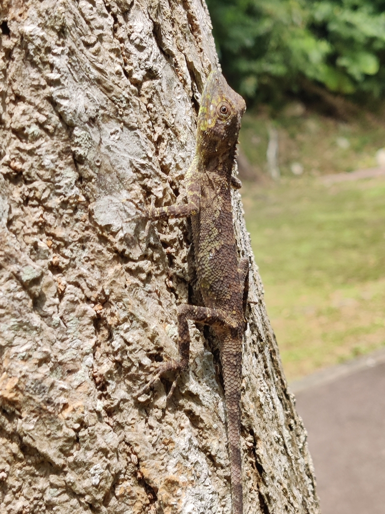 Diploderma polygonatum polygonatum in April 2022 by Amber C Nelson ...