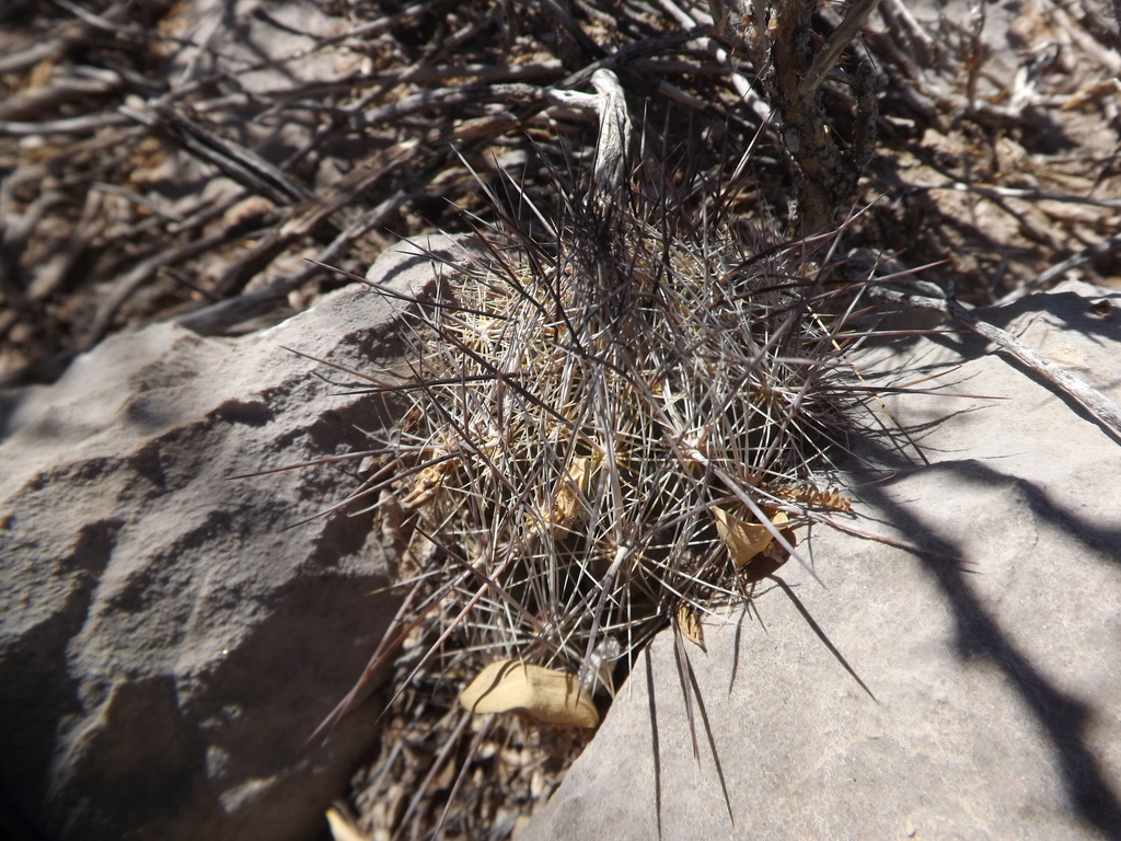 Bunched Cory Cactus in February 2022 by Aaron Balam · iNaturalist