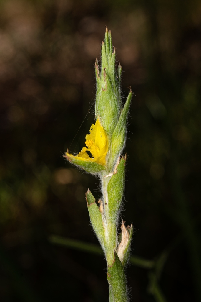 woolly frog's-mouth from Deception Bay QLD 4508, Australia on April 15 ...