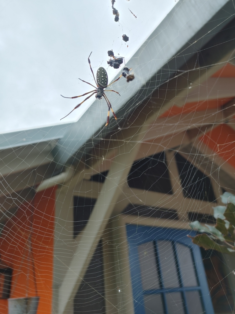 Golden Silk Spider from Guaraguao, Ponce, Puerto Rico on April 20, 2022 ...