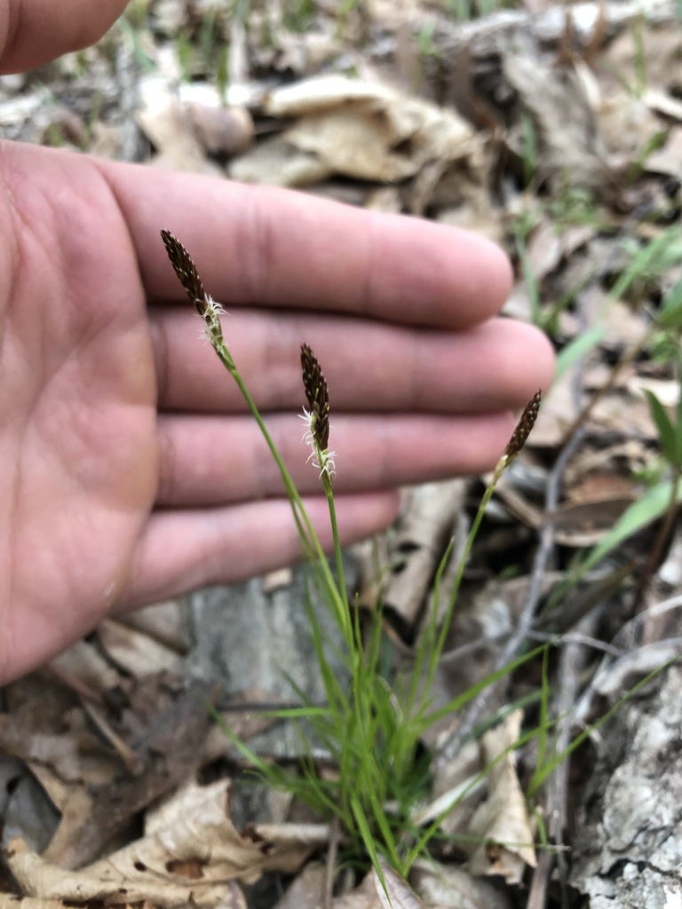 Pennsylvania sedge from Bill Riley Trail, Des Moines, IA, US on April ...
