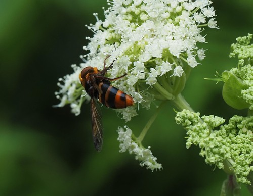 Volucella nigropictoides · iNaturalist