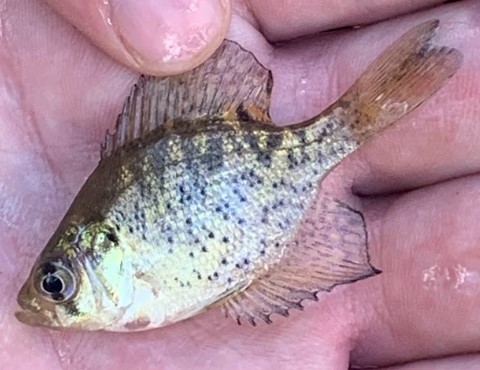 Flier from Pike County, Al, USA on February 21, 2022 by Rose Horn ...