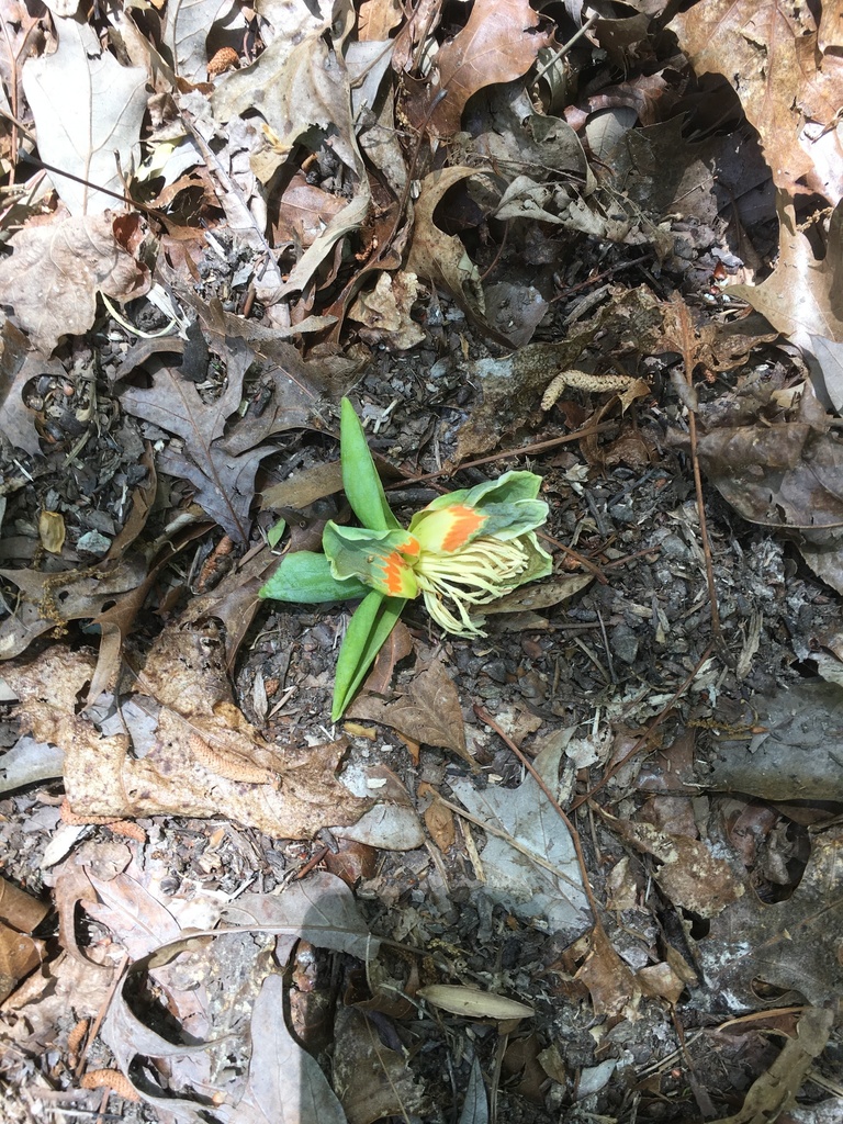 tulip tree from Hood Rd, Stockbridge, GA, US on April 20, 2022 at 01:38 ...