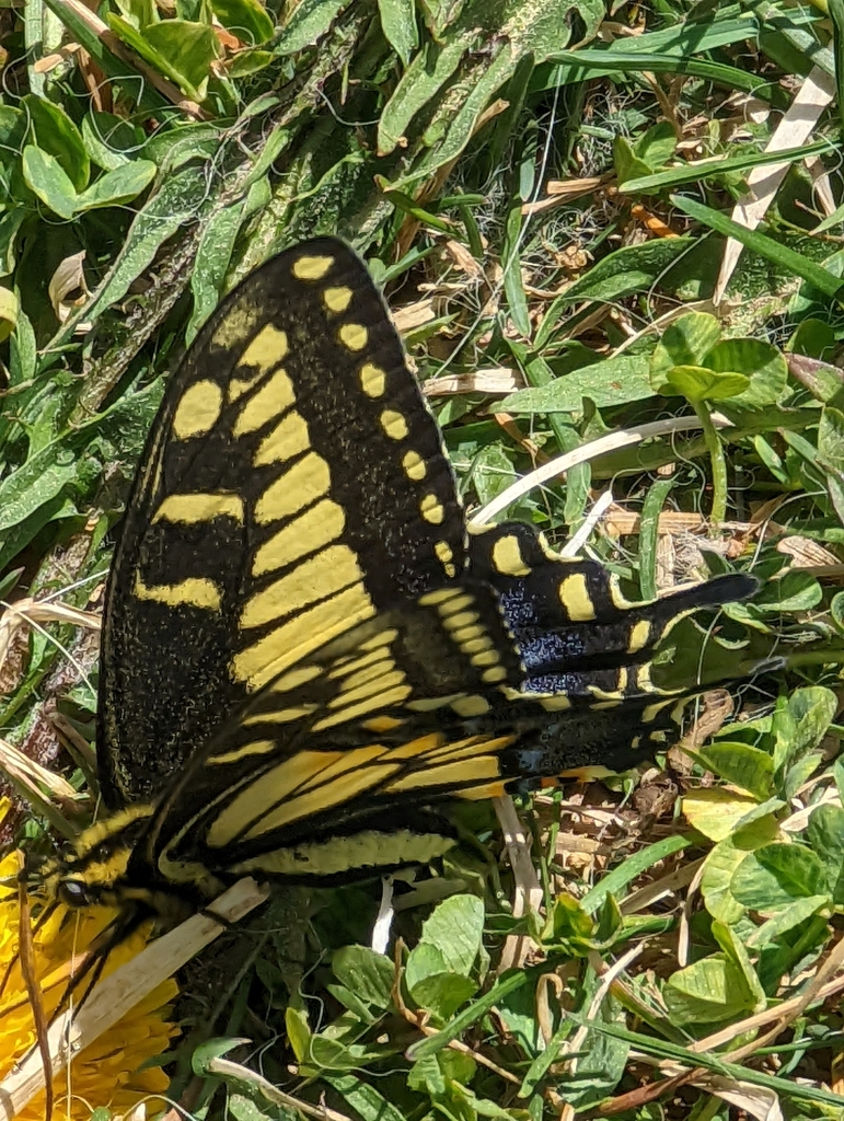 Anise Swallowtail from Durango, CO, USA on April 20, 2022 at 12:28 PM ...