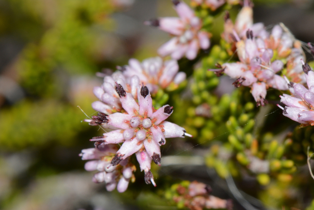 Heathlike Heath from Kleinmond, South Africa on April 20, 2022 at 05:40 ...
