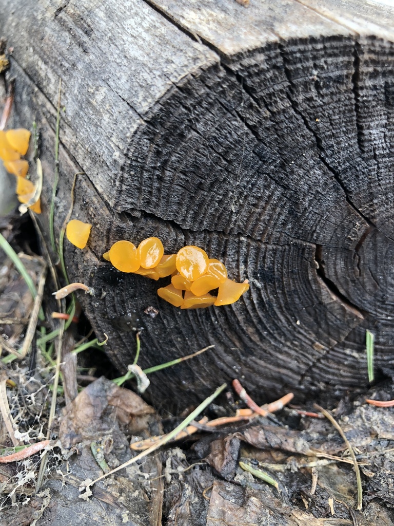 alpine jelly cone from Midway, UT 84049, Midway, UT, US on May 29, 2018 ...