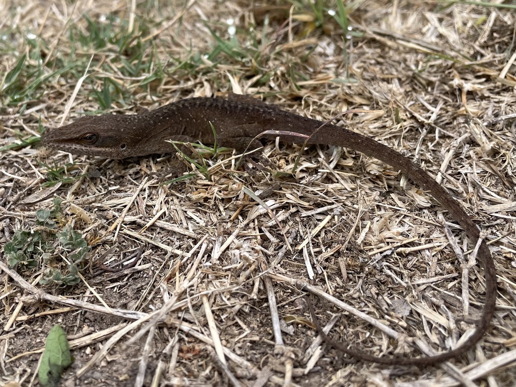 Green Anole from Mountain Home, TX, US on April 20, 2022 at 12:14 PM by ...