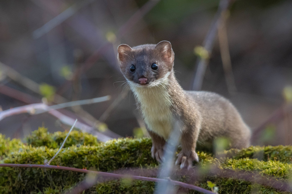 Long-tailed Weasel from 3836 S Drake Rd, Kalamazoo, MI 49008, USA on ...