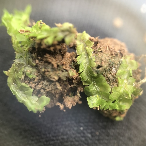 Fossombronia porphyrorhiza · iNaturalist