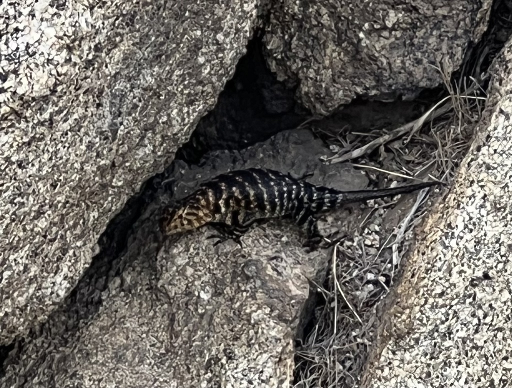 Granite Spiny Lizard from Reche Canyon, Riverside, CA, US on April 20 ...