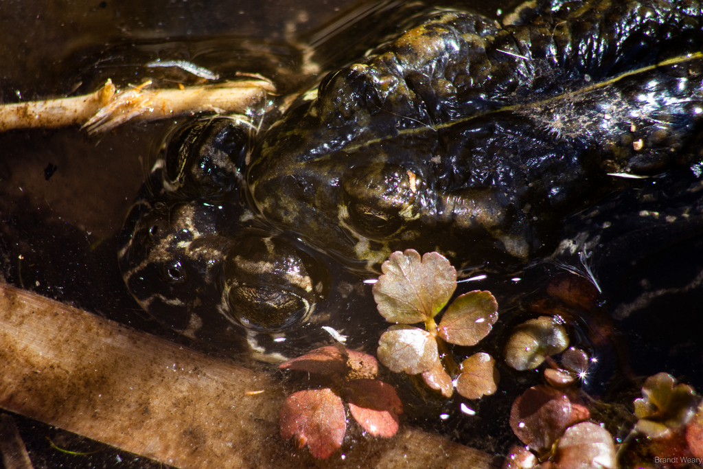 Black Toad in April 2018 by promecognathus · iNaturalist