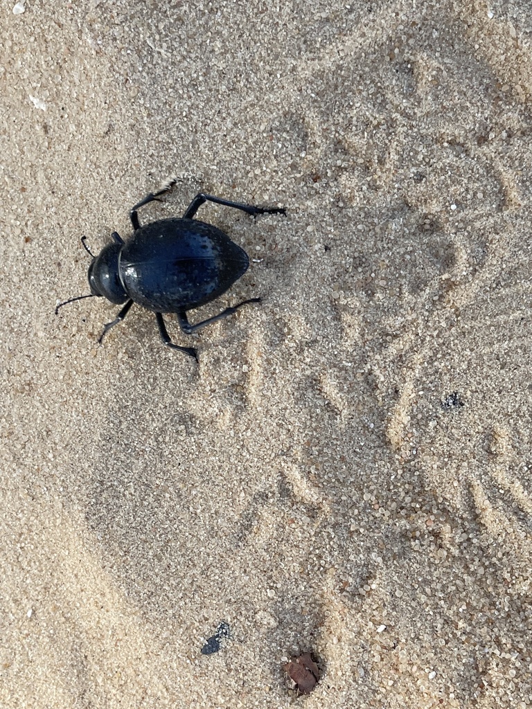 Pimeliinae from Bir Wahed Hot Spring, Matrouh, EG on April 11, 2022 at ...