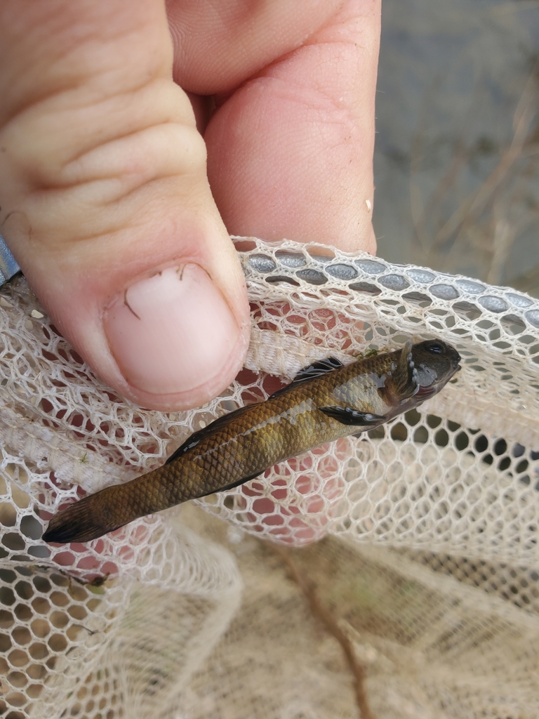 Johnny Darter from Donegal Township, PA, USA on April 13, 2022 at 04:39 ...