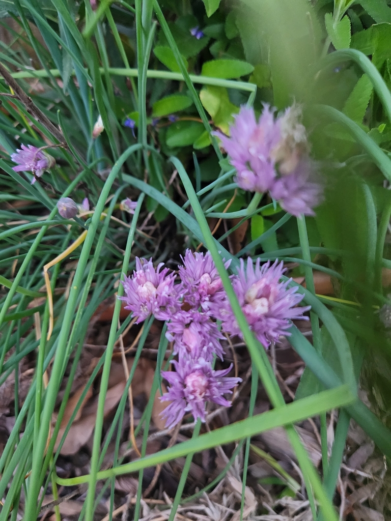 Chives from Ladson, SC, USA on April 20, 2022 at 07:38 PM by Amber ...