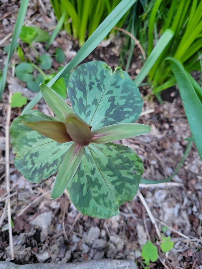 Little Sweet Betsy from Aylesford Place, Lexington, KY, USA on April 19 ...