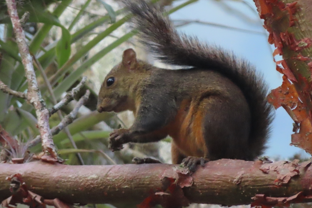 Deppe's Squirrel from Sin Nombre de Col 1, Zapotitlán de Méndez, Pue ...