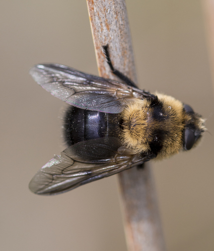 Cephenemyia phobifer · iNaturalist