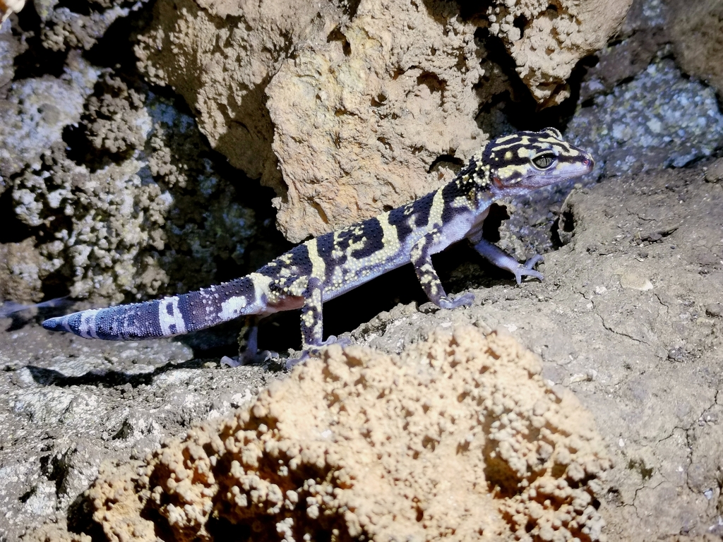 Yamashina's ground gecko in February 2022 by Anna Prokhorova · iNaturalist