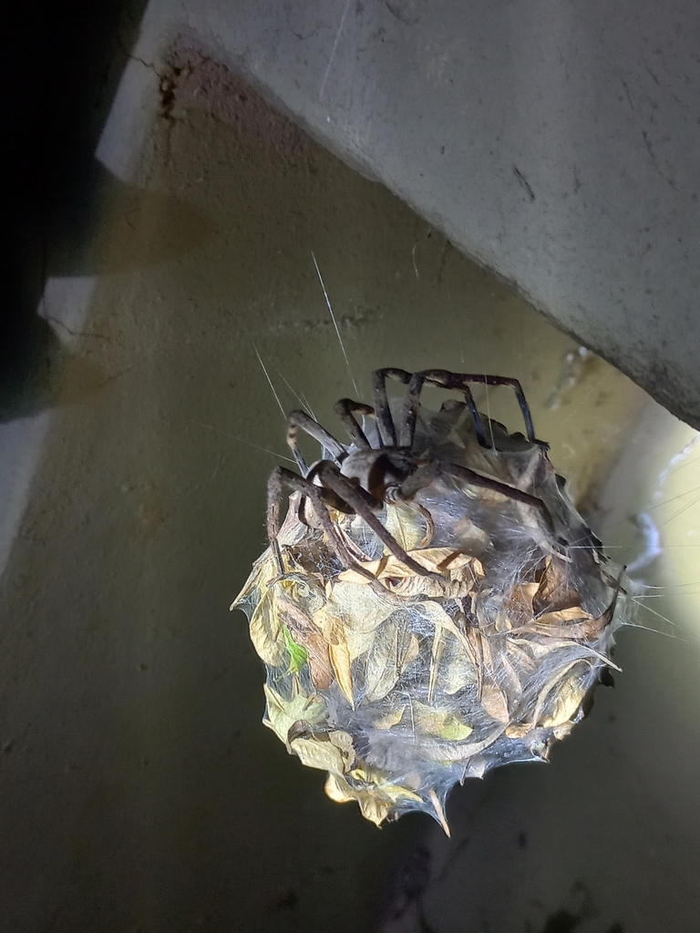 Common Rain Spider from Mossel Bay Local Municipality, South Africa on ...