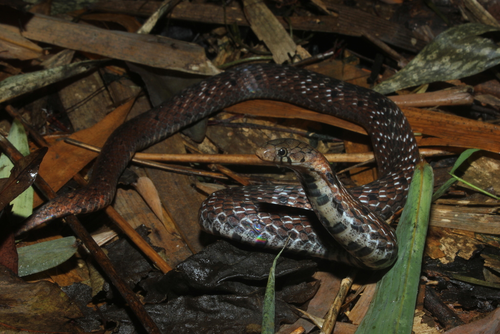 Assam Mountain Snake from Mae Fa Luang, Mae Fa Luang District, Chiang ...